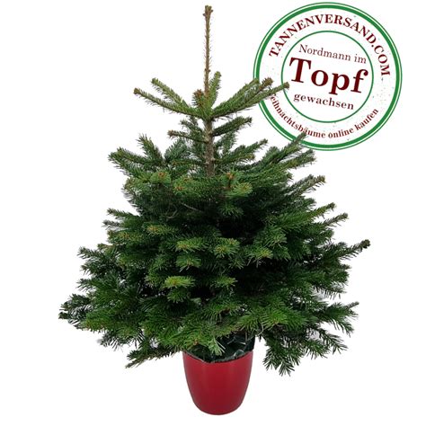 Weihnachtsbaum In Lübeck 🎄 Tipps And Händler