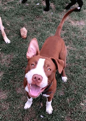 Pit Bull S Perfect Pits
