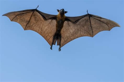 Raposa Voadora Na Ilha Das Maldivas Morcego Frutífero Voador Raposa
