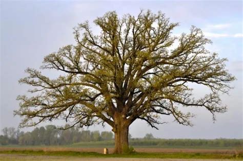 Native Trees Of Wyoming To Plant Or View In The Wild Today