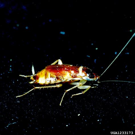 Brownbanded Cockroach Supella Longipalpa
