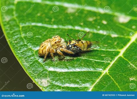Macro Of Spider Eating An Insect On Green Leaf Stock Image Image Of