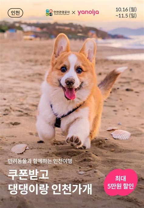 ‘댕댕이랑 인천가개인천관광공사 반려동물 동반 숙소 할인 파이낸셜뉴스