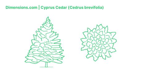 Cyprus Cedar Cedrus Brevifolia Dimensions Drawings Dimensions Com