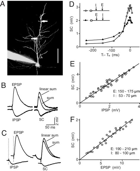 Experimental Measurement Of E I Integration And Its Dependence On Epsp