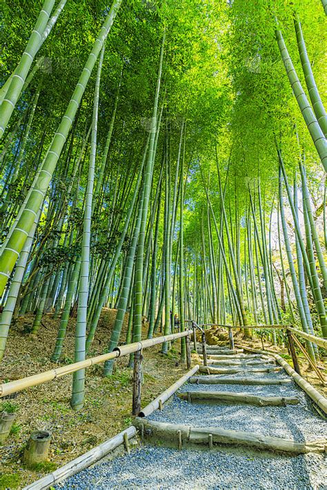 日本的竹林
