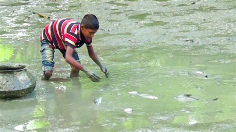 Best Hand Fishing Asian Traditional Hand Fish Catching In Mud Water