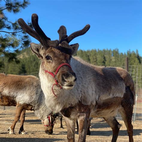 Leavenworth Reindeer Farm Experience Washington Farm Tour