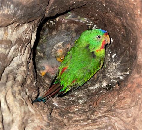 Swift Parrot Featherdale Sydney Wildlife Park