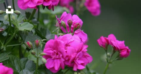 Foto Un Arbusto De Flores Rosadas Con Hojas Verdes Imagen Mamá Gratis