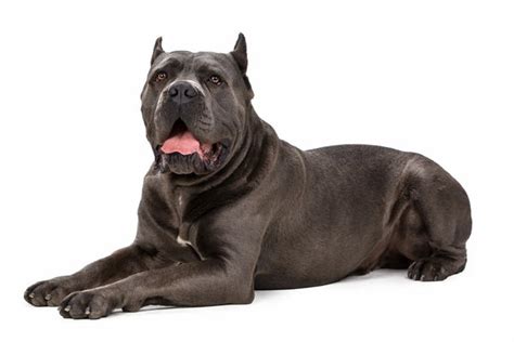 Cane Corso Bite Force How To Prevent Cane Corso From Biting
