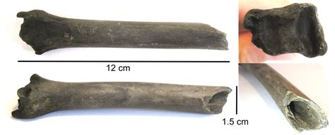 Two Hollow Bones Fossil Id The Fossil Forum
