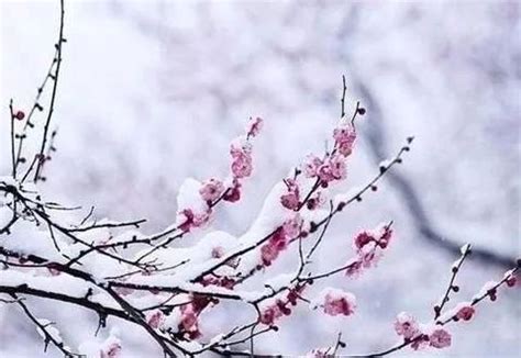 不拍一次踏雪寻梅这个冬天就白过了 雪梅 枝条 构图 新浪新闻