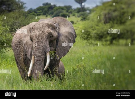 Huge African Elephant Bull In The Tarangire National Park Tanzania