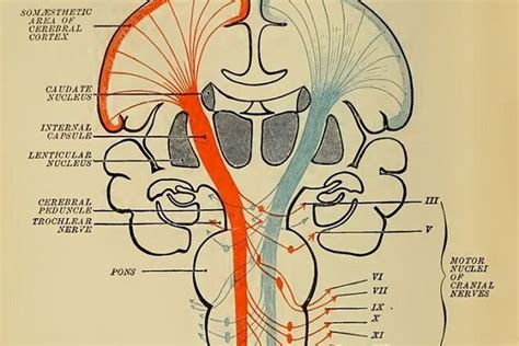 الگوریتم‌های یادگیری تقویتی عملکرد مغز را شرح می‌دهند شبکه