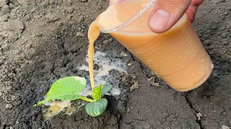 Water Cucumbers With This Powerful Liquid They Grow In A Few Days If