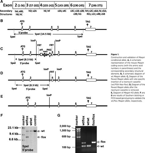 Figure 1 From An Essential Role Of Maspin In Embryogenesis And Tumor