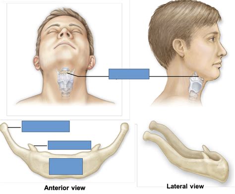 Hyoid Bone Diagram Quizlet