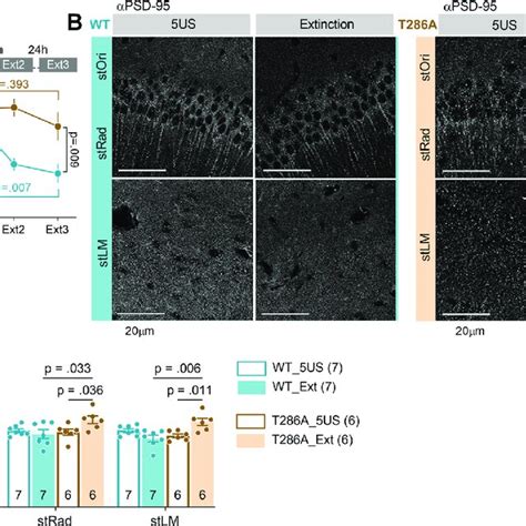 Contextual Fear Extinction Induces Transient Phosphorylation Of