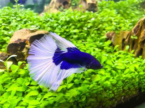 How Big Do Betta Fish Get Growth Rate And Care Tips