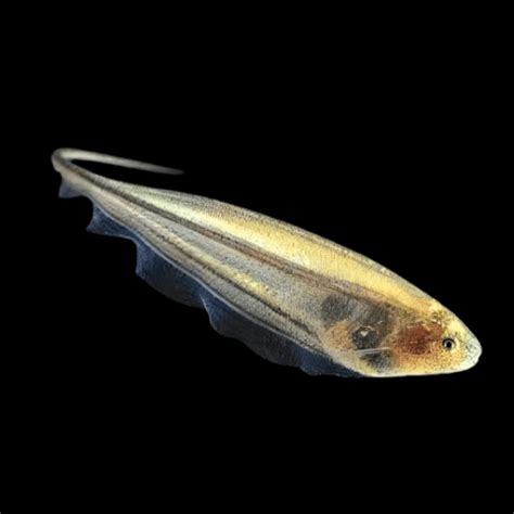 Knife Fish Sims Tropical Fish Tropical Fish Aquarium Fish Store