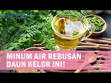 Temukan Khasiat Air Rebusan Daun Kelor Yang Jarang Diketahui