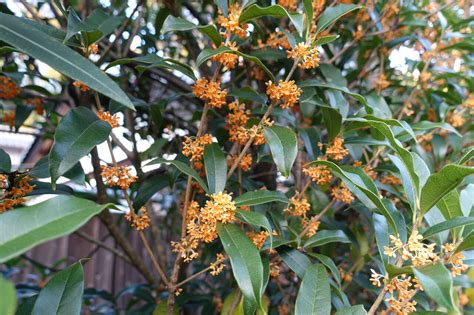 金木犀 狸のひとりごと