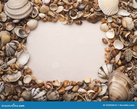 Sea Shells In A Frame Royalty Free Stock Image