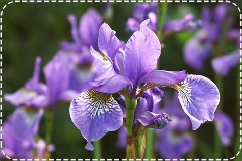 아이리스 꽃말 7가지 및 색깔별 의미 전설까지 정리 Jeongsung