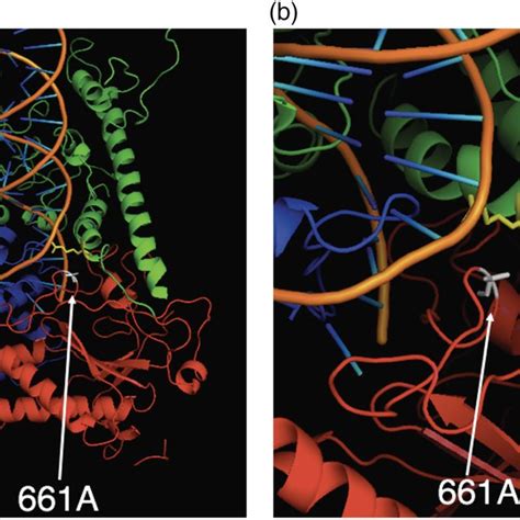Structural models of Mip1[S]. (a) Structural model of Mip1[S]. The Mip1 ...