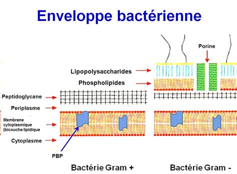 Structure Bactérienne 6