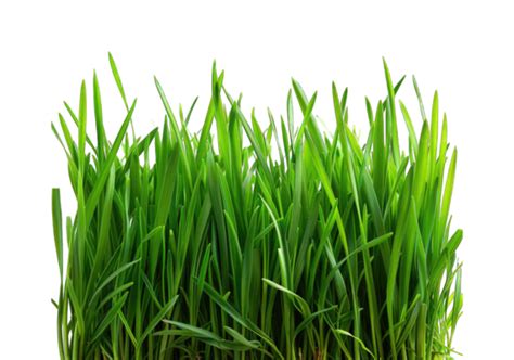 Green Grass Background Pngs For Free Download
