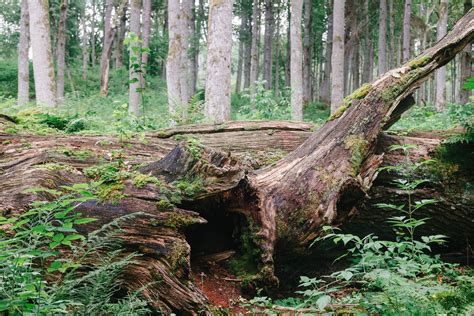 Giant Fallen Tree Free Photo On Barnimages