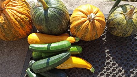 Обзор растений в сентябре Youtube