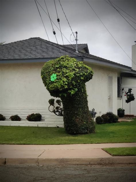 The Neighbors Bush Rmildlypenis