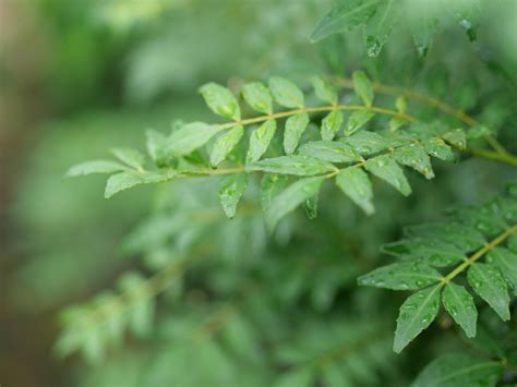 【薬膳の効能】木の芽の効能 山椒の葉は気を巡らし胃腸を温める 横浜 薬膳料理教室 胡桃の庭 「体質改善の薬膳専門教室」