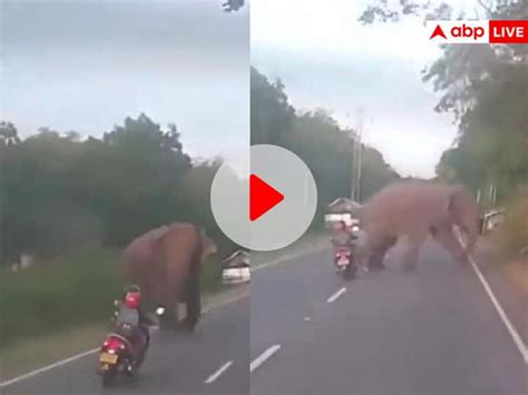Girl Driving Scooty Got Disbalanced After Seeing Elephant Crossing The