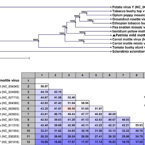 Phylogenetic Analysis And Pairwise Comparison Of Full Length Nucleotide