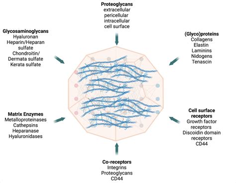 Major Macromolecular Components Of The 3d Matrix Network The Matrix