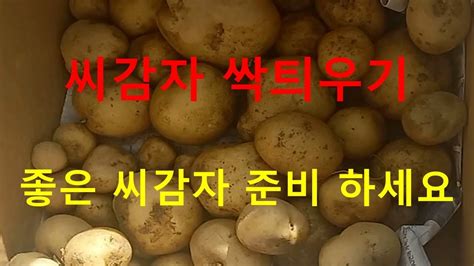 [텃밭 농사] 110 씨감자 싹 틔우기 F 가을감자 Youtube