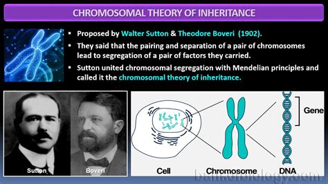 Chromosome Theory Of Inheritance