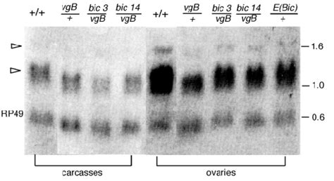 Northern Blot Analysis Of Drosophila Beta Nac 10 µg Aliquots Of Total