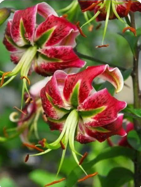 შროშანი Black Beauty Or სურნელოვანი ამოიწურა Facebook