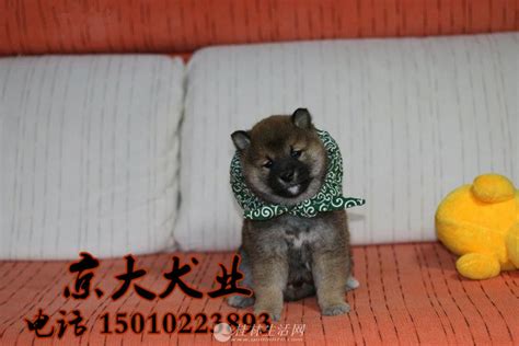 北京柴犬幼犬 赛级柴犬多少钱一只 柴犬犬舍 宠物交易 桂林分类信息 桂林二手市场