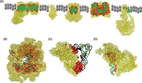 Assessing The Fitness Consequences Of Mitonuclear Interactions In