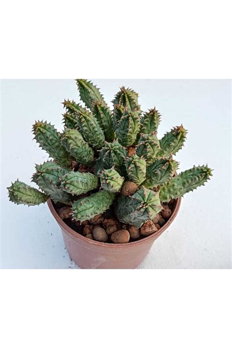 Pagoda SÜper Fİyat Euphorbia Submammillaris Monstrose 85 Cm Saskı