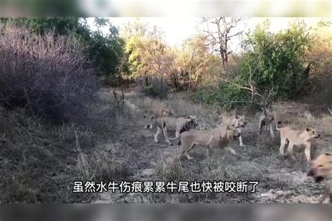 非洲水牛捅了狮子窝被同伴抛弃后浴血奋战最终寡不敌众 同伴 水牛 狮子