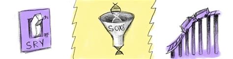 What Is Intersex Difference Of Sex Development · Intersex 101
