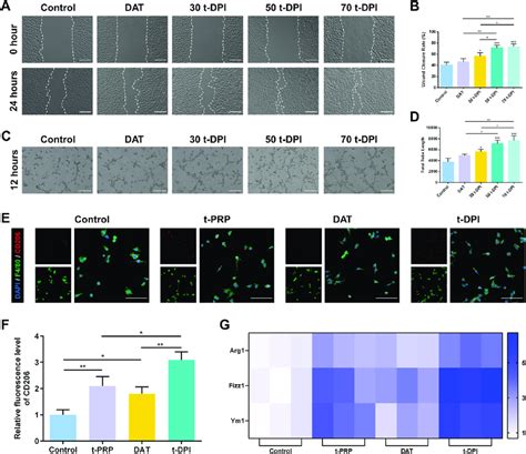 Angiogenesis And Macrophage Regulation Assay In Vitro A Migration