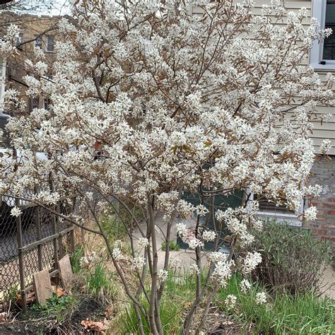 April Plant Spotlight The Serviceberry Red Stem Native Landscapes